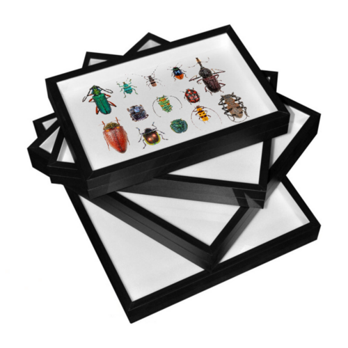 Insect Display Box - FLORINUS