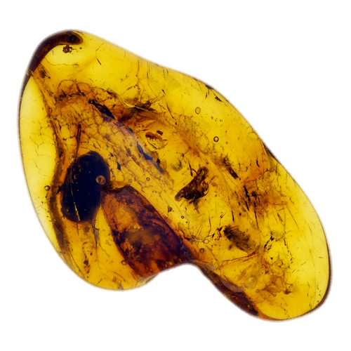 1,25 g. Amber Nugget with inclusion! - Florinus.lv