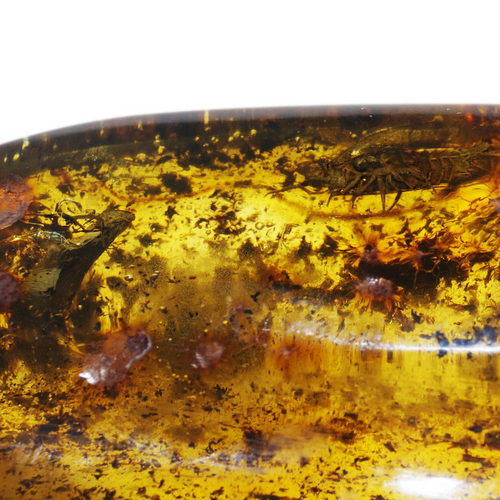 50 g. Amber Nugget with inclusion! - Florinus.lv